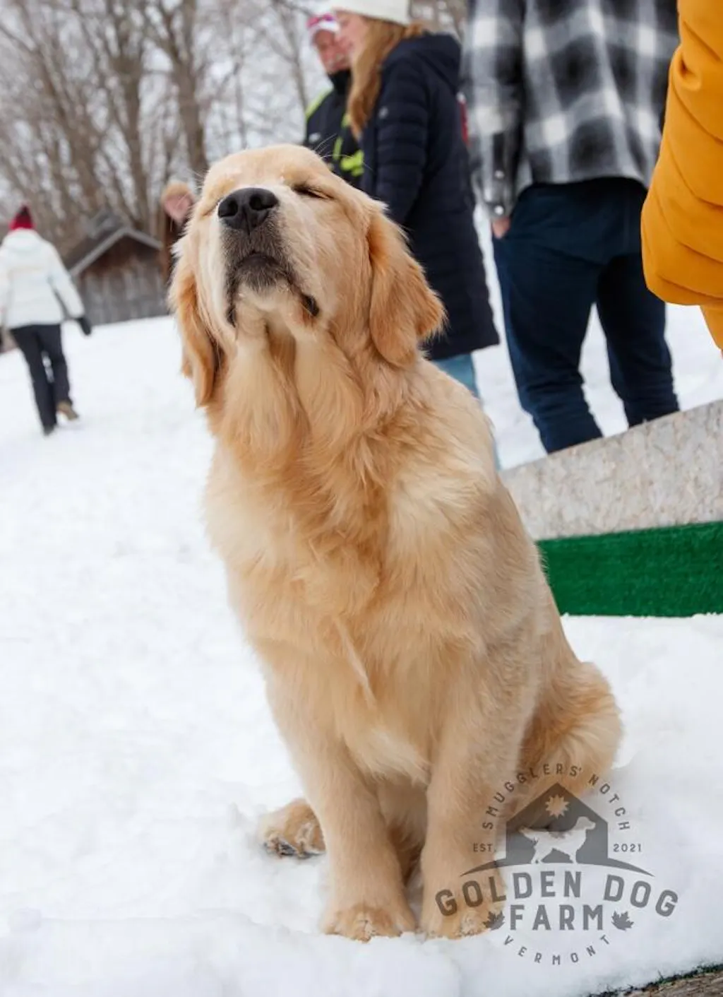 Golden Retriever Experience® - Golden Dog Farm LLC