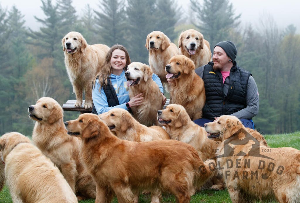 Golden Retriever Experience® - Golden Dog Farm LLC