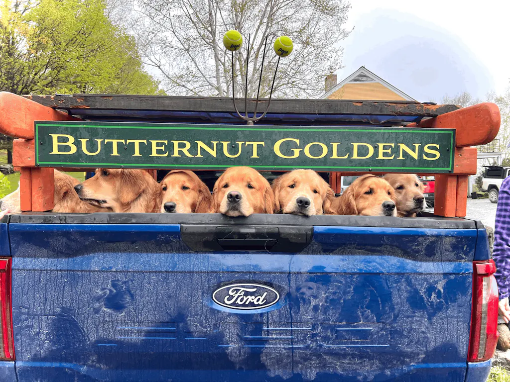 Golden Retriever Experience® - Golden Dog Farm LLC