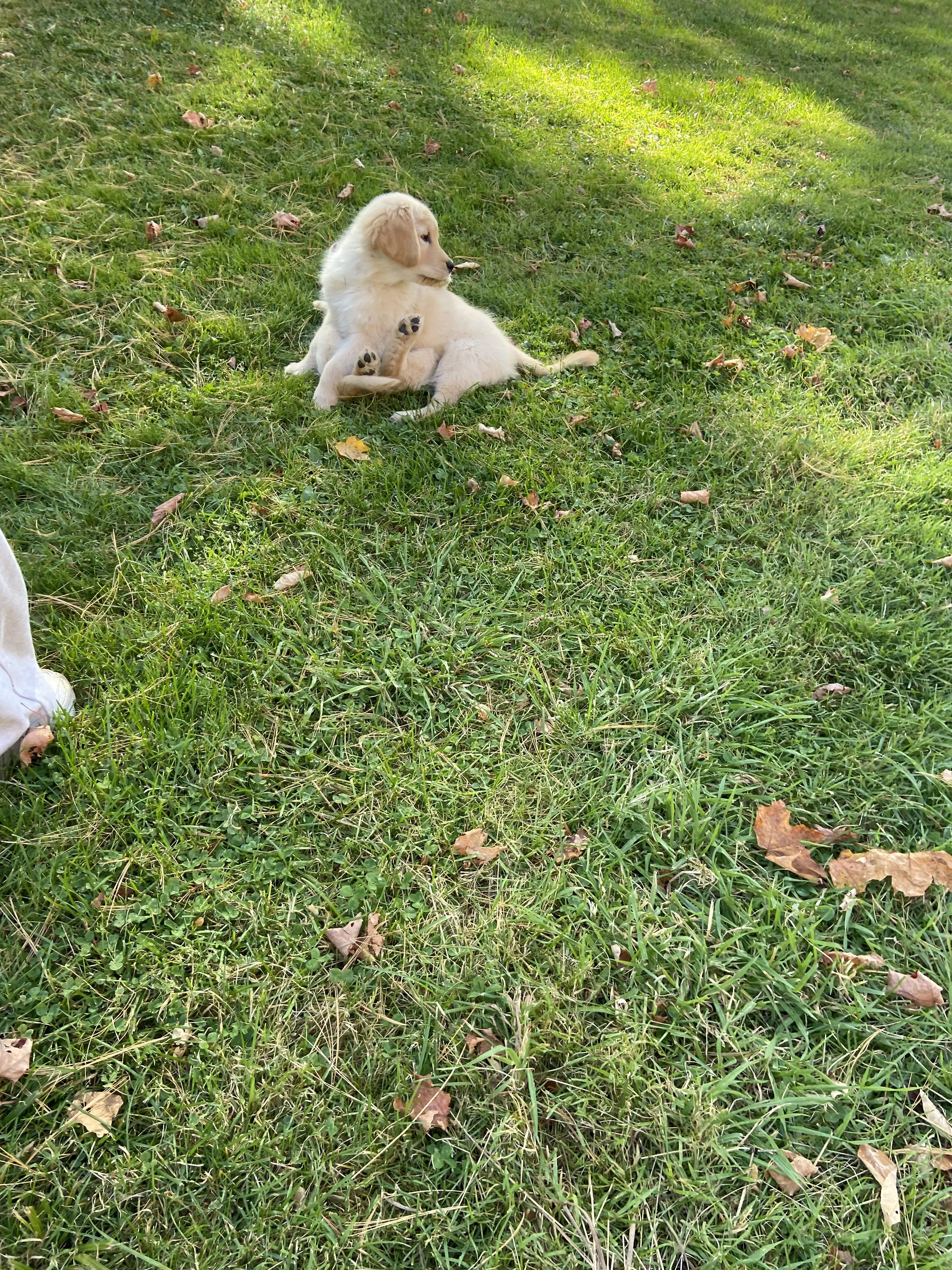 Golden Retriever Experience® - Golden Dog Farm LLC