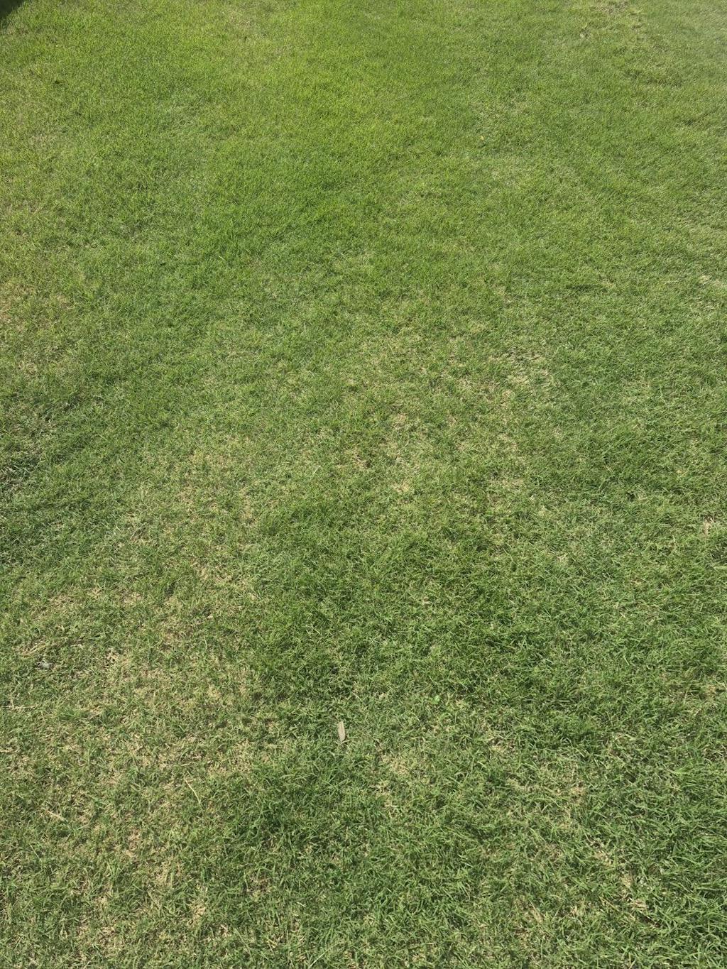 Buy Lebanon Complete 14-7-14 Fertilizer | Golf Course Lawn