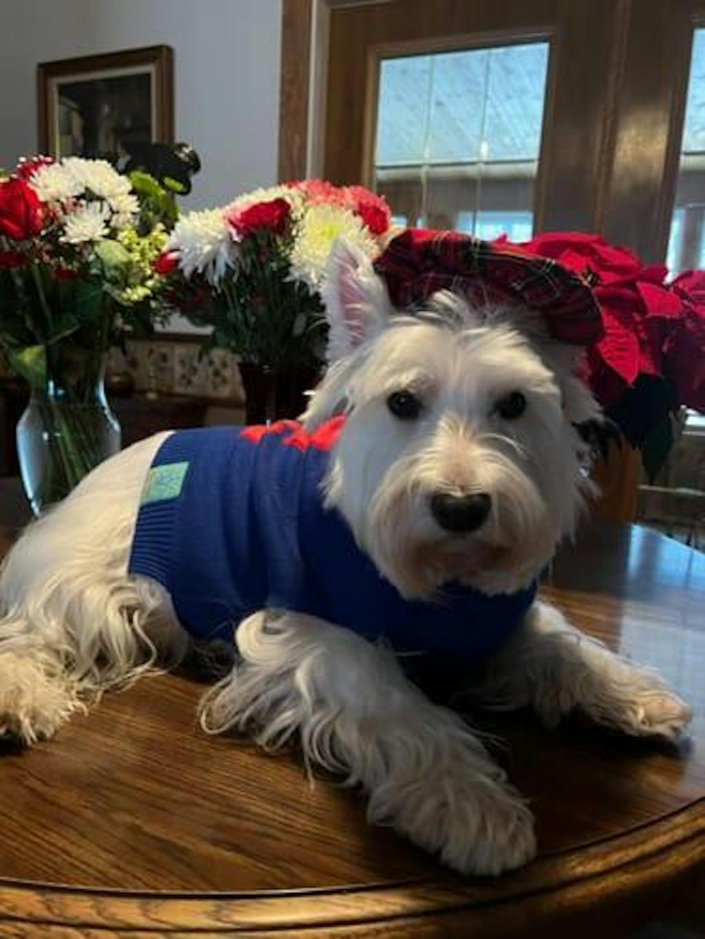 'Tis Slay Szn Sweater | Cheeky Holiday Dog Sweater by Dog Threads ...