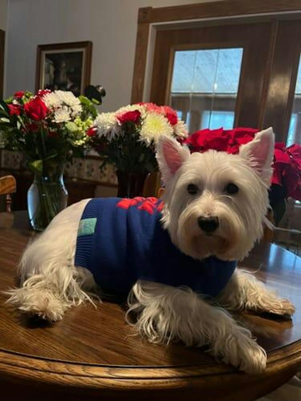 'Tis Slay Szn Sweater | Cheeky Holiday Dog Sweater by Dog Threads ...