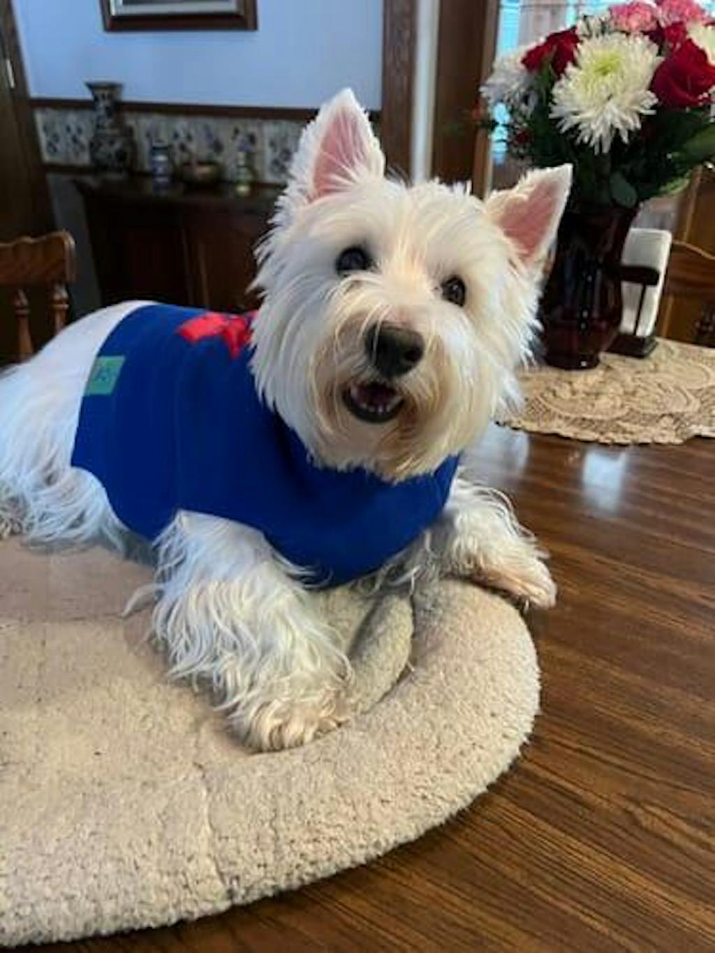 'Tis Slay Szn Sweater | Cheeky Holiday Dog Sweater by Dog Threads ...