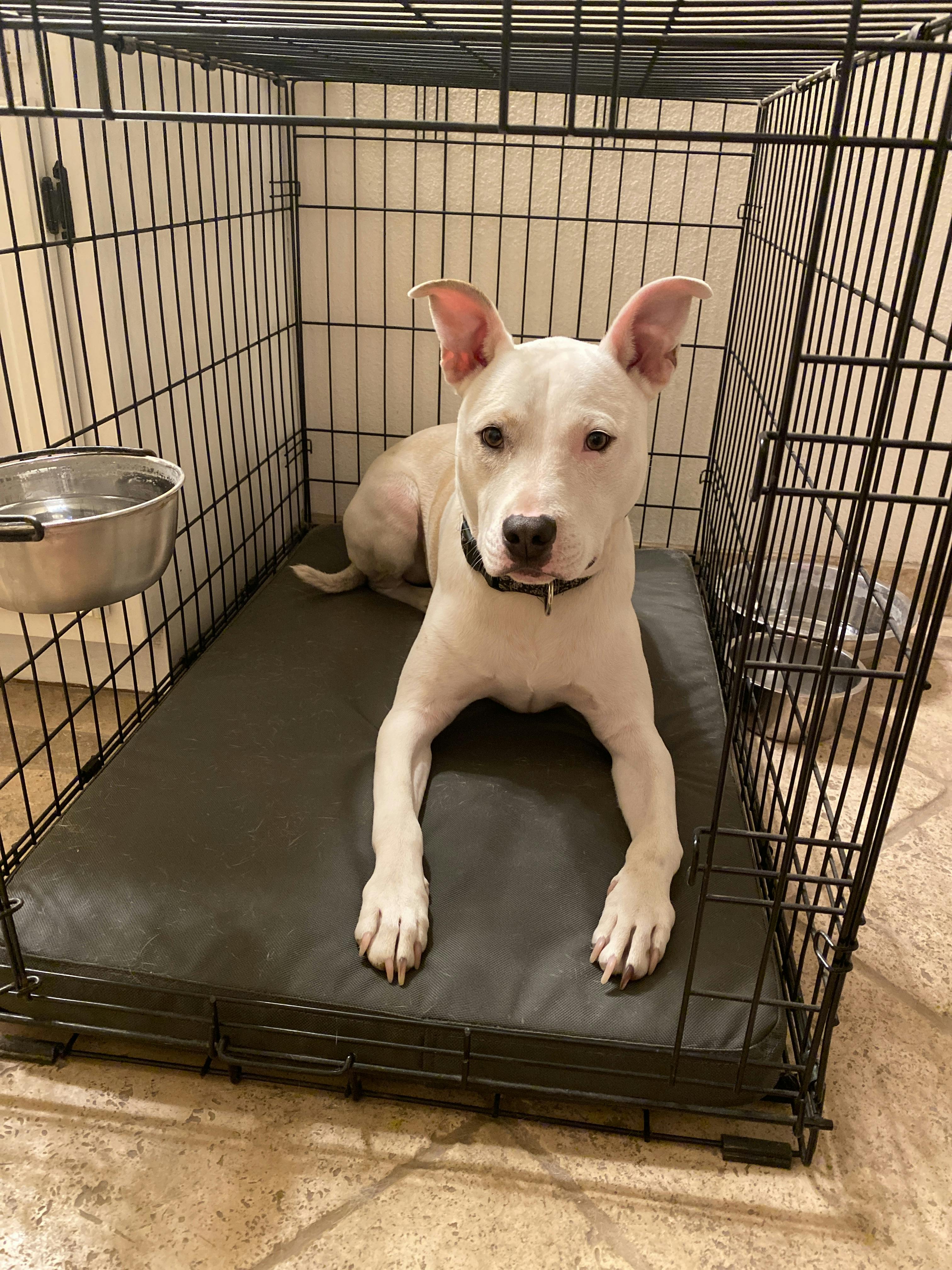 NEW! Solid Color Gorilla Ballistic™ Kennel & Crate Pad - Indestructible ...