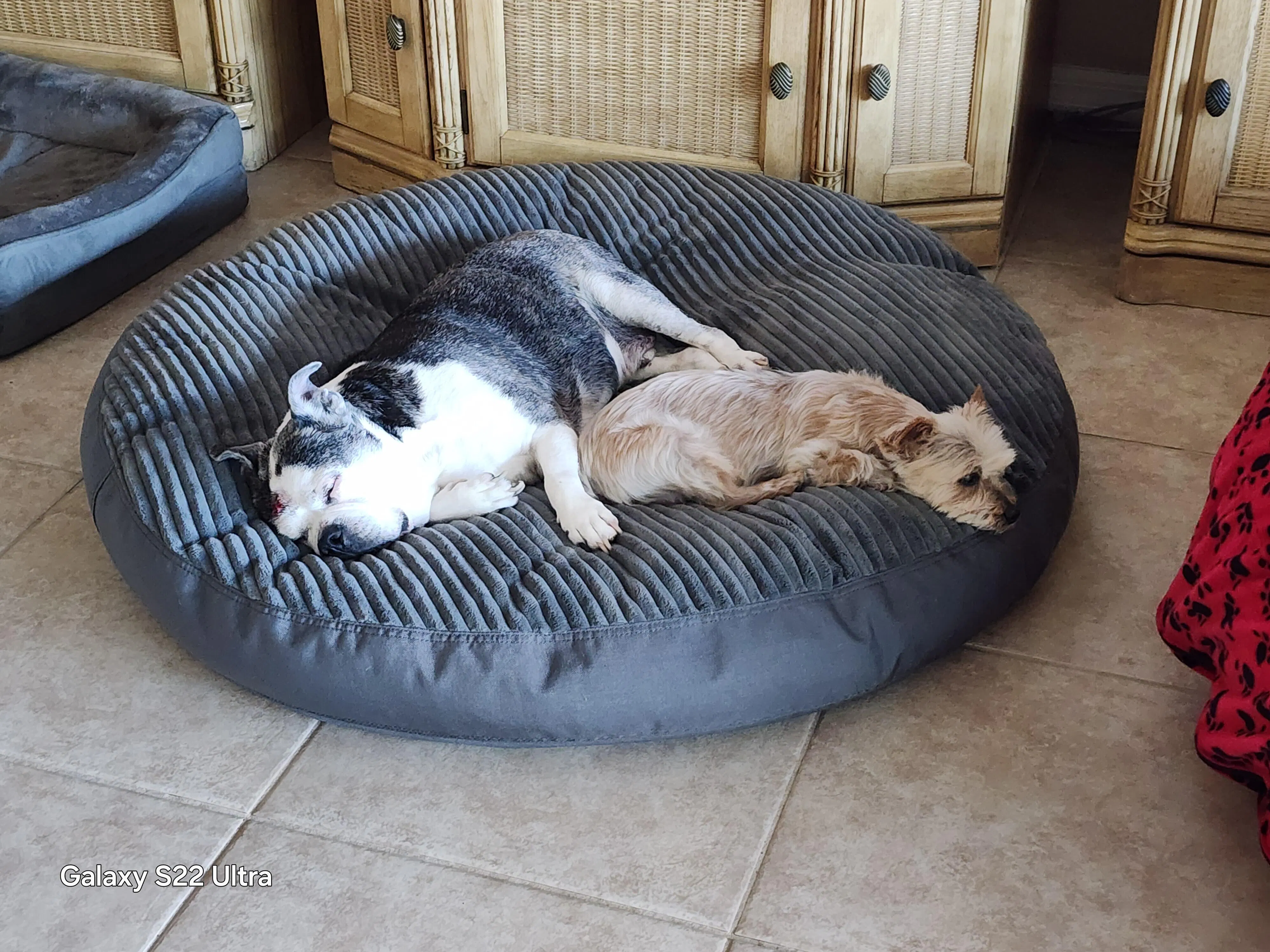 Plush Pup Nesting Bed for ALL Size Dogs | Gorilla Dog Beds®