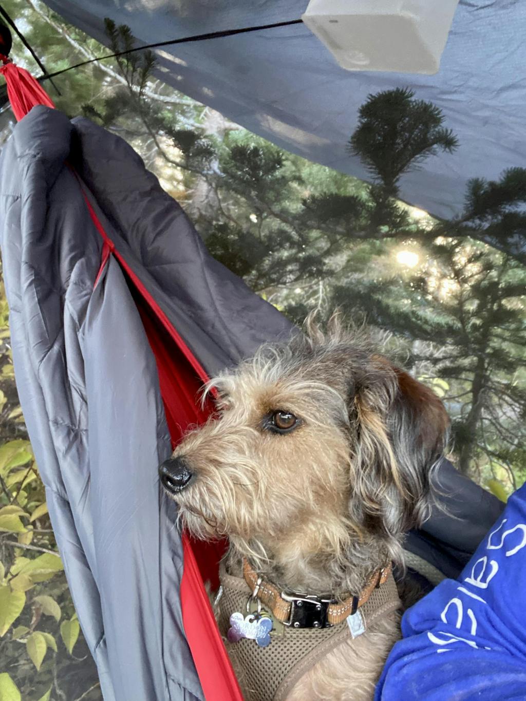 MOZZY 360 Hammock Bug Net Shelter – GrandTrunk