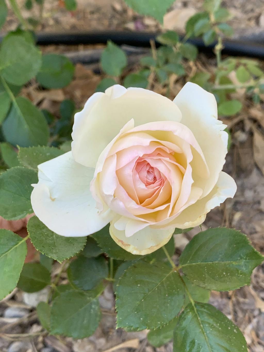 White Eden® Climbing Rose | Great Garden Plants