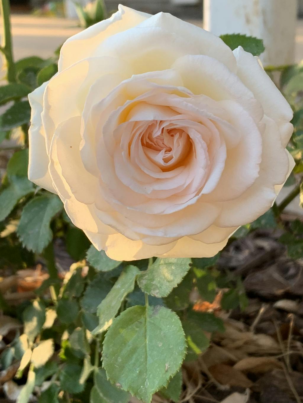 White Eden® Climbing Rose | Great Garden Plants