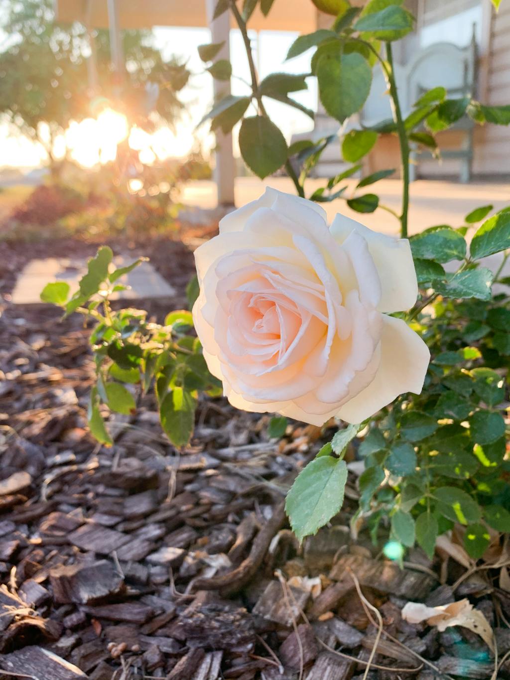 White Eden® Climbing Rose | Great Garden Plants