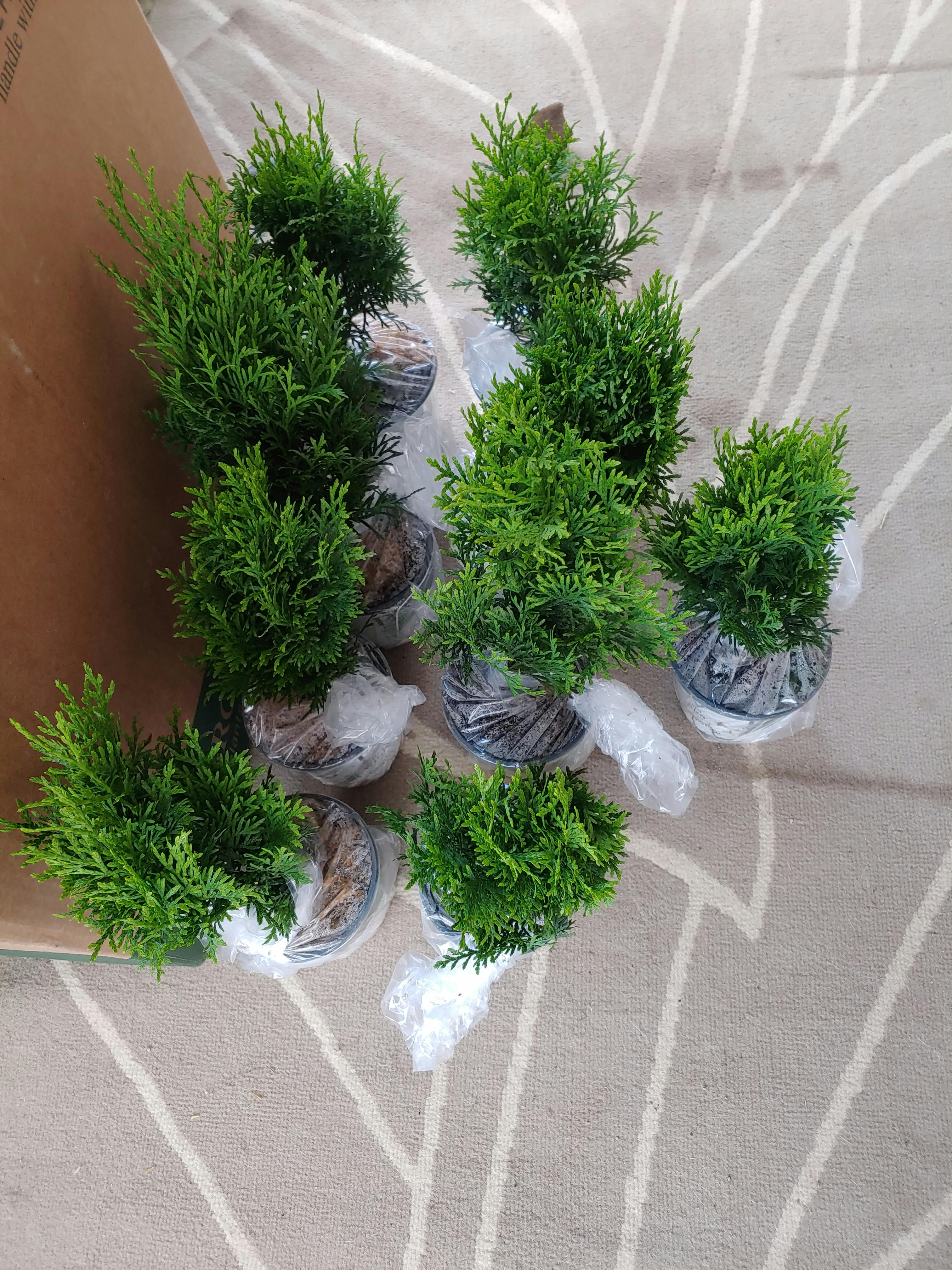 North Pole® Arborvitae Shrubs Great Garden Plants