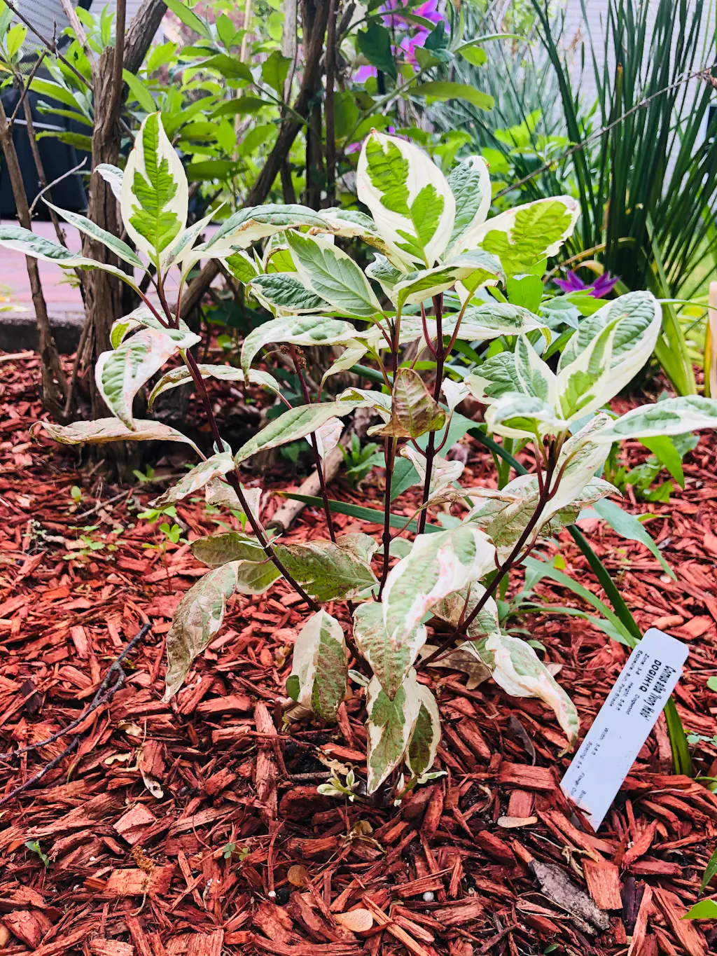 Ivory Halo® Red-Twig Dogwood | Shrubs & Trees – Great Garden Plants