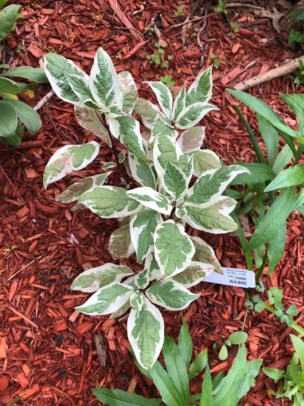 Ivory Halo® Red-Twig Dogwood | Shrubs & Trees – Great Garden Plants