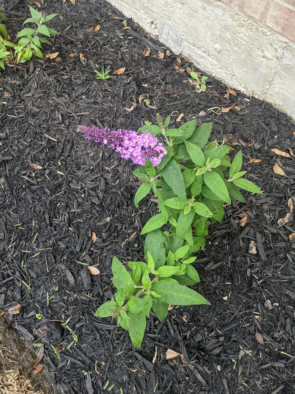 Pugster Periwinkle® Butterfly Bush | Great Garden Plants