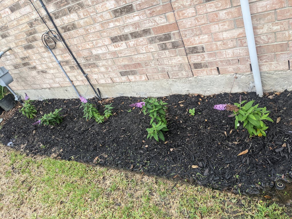 Pugster Periwinkle® Butterfly Bush | Great Garden Plants