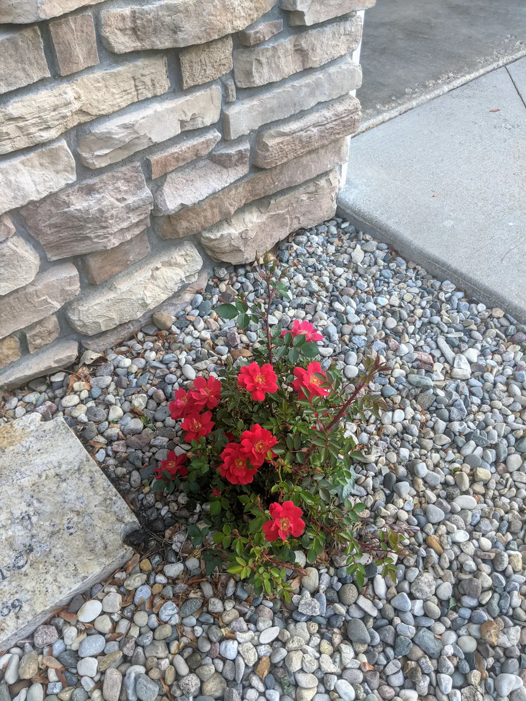 Oso Easy Urban Legend® Rose