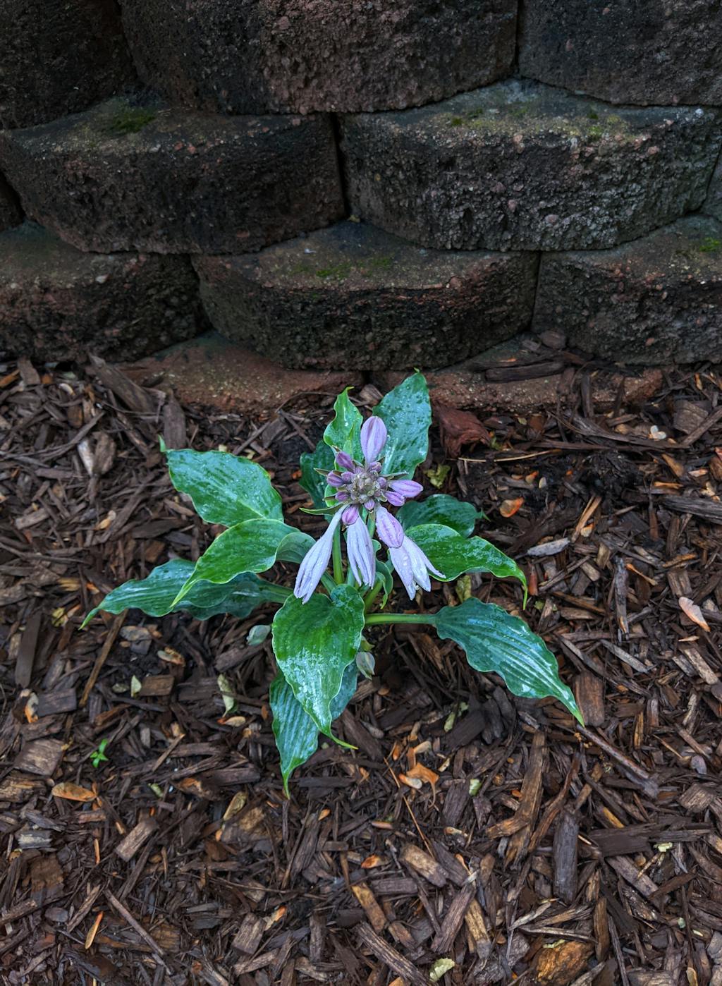 Shadowland® 'Waterslide' Hosta – Great Garden Plants