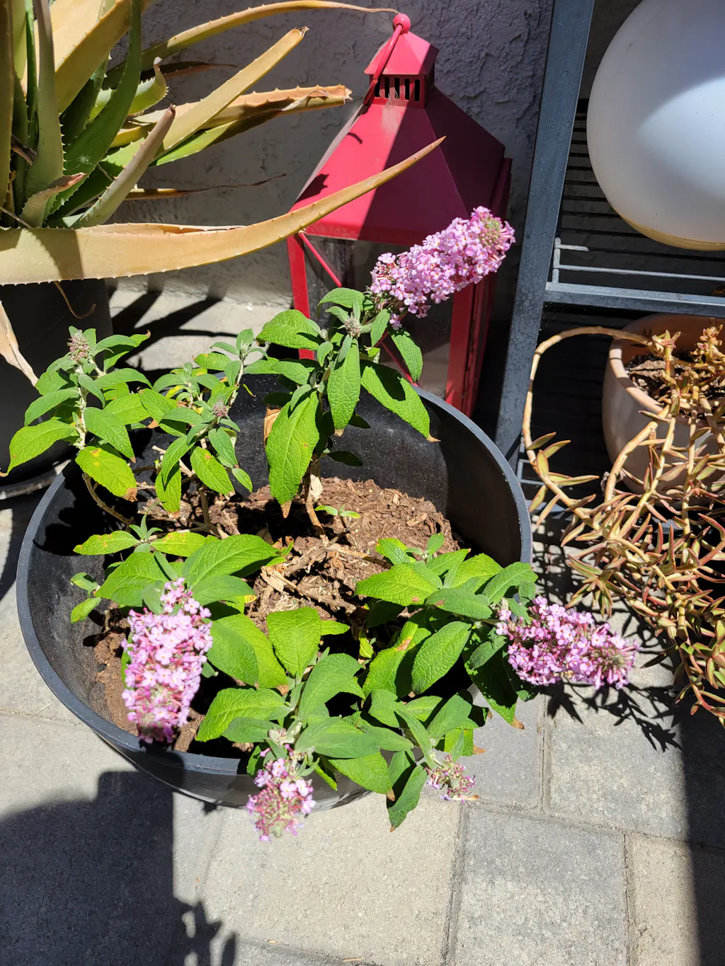 Pugster Pink® Butterfly Bush | Shrubs & Trees – Great Garden Plants