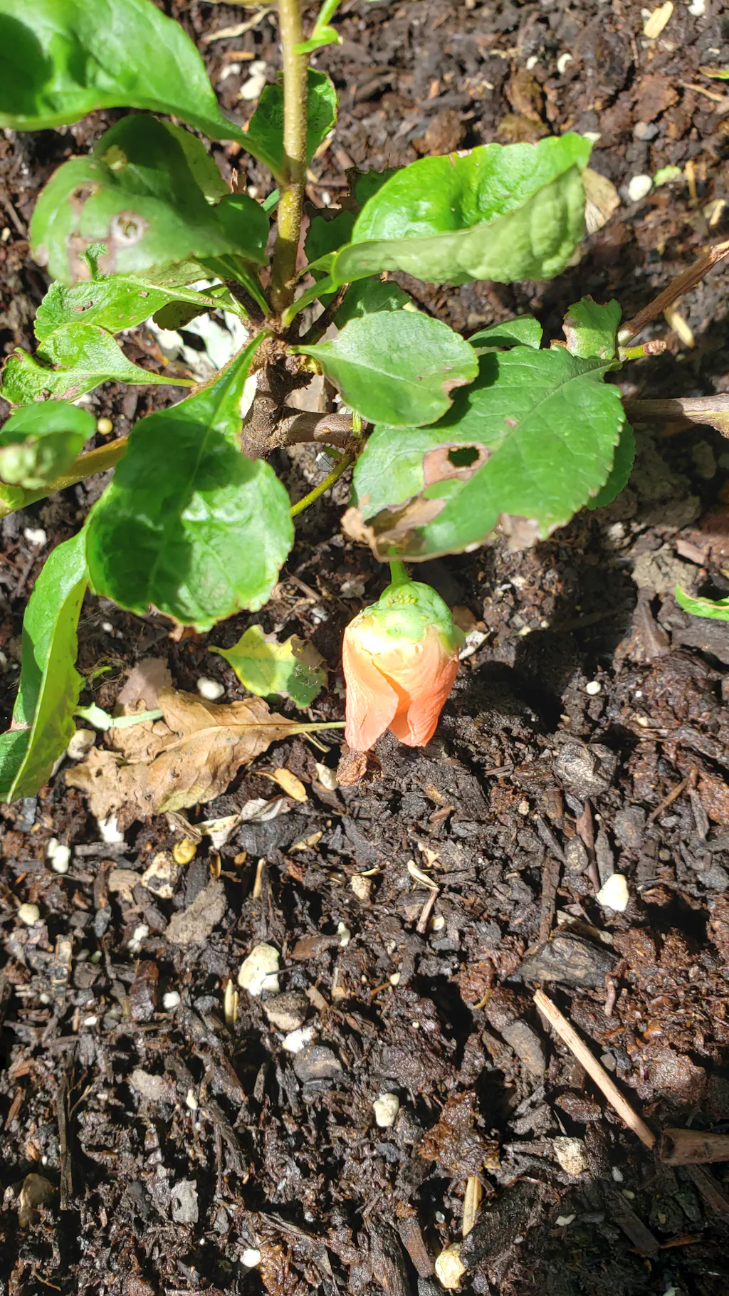 Double Take Peach™ Flowering Quince | Proven Winners – Great Garden Plants