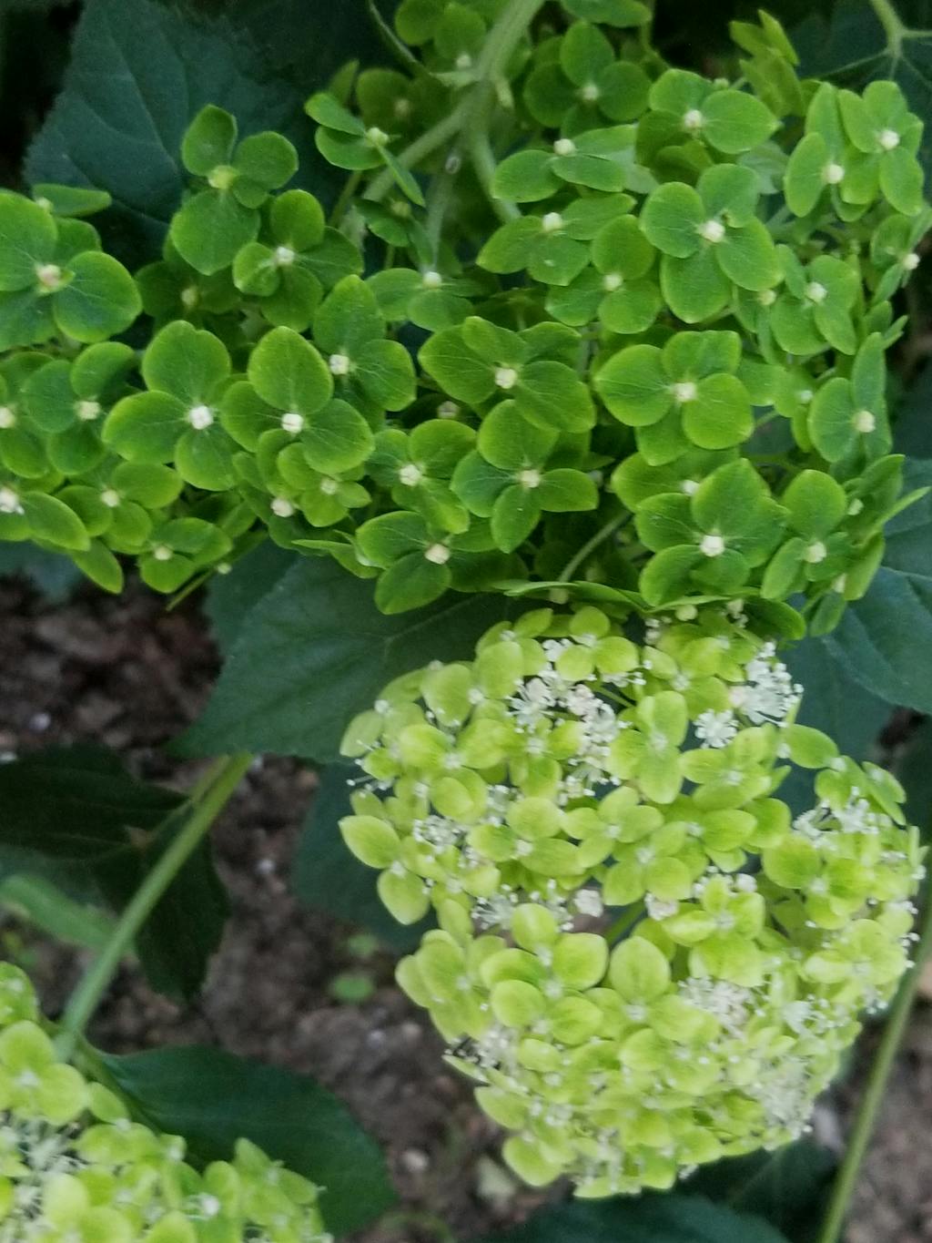 Lime Rickey® Smooth Hydrangea | Shrubs & Trees – Great Garden Plants