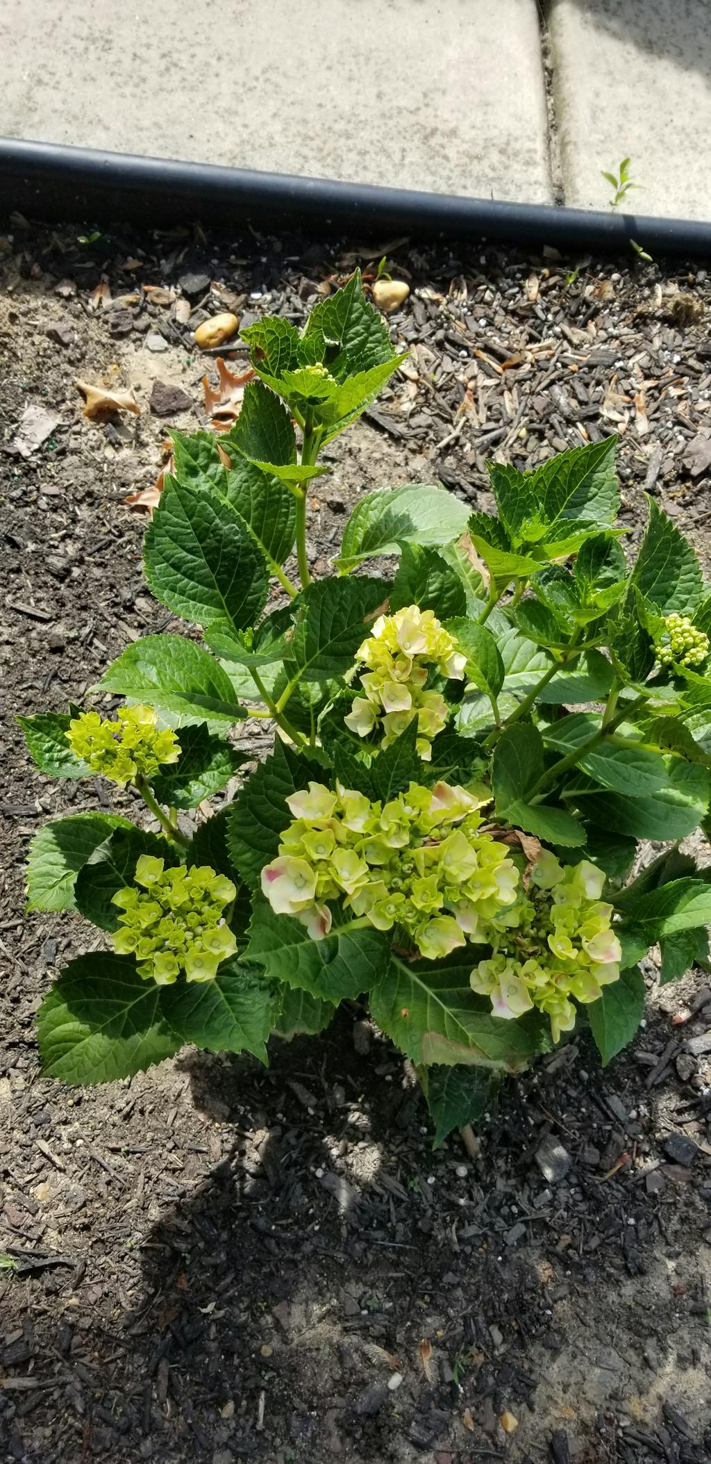 Cityline® Mars Bigleaf Hydrangea | Shrubs & Trees – Great Garden Plants