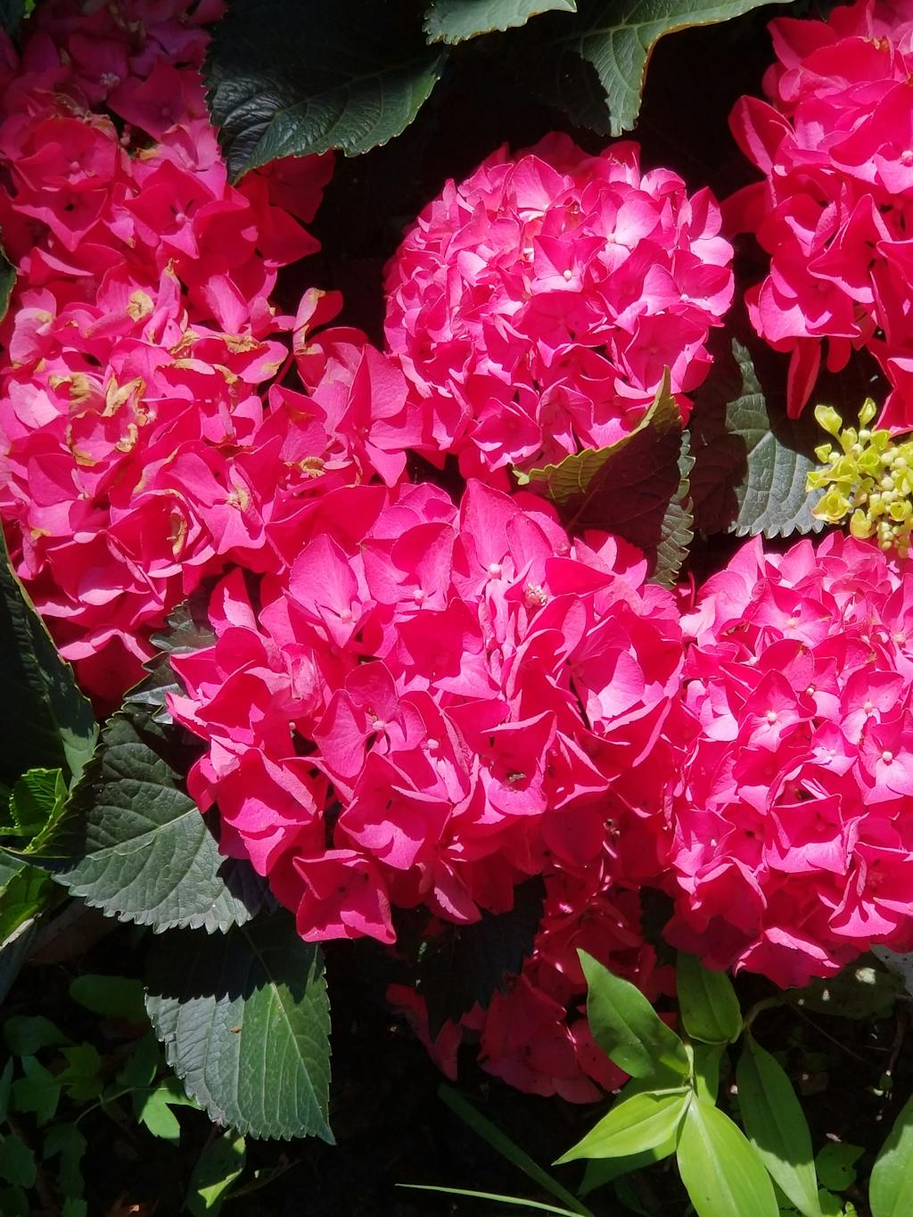 Cityline® Paris Bigleaf Hydrangea