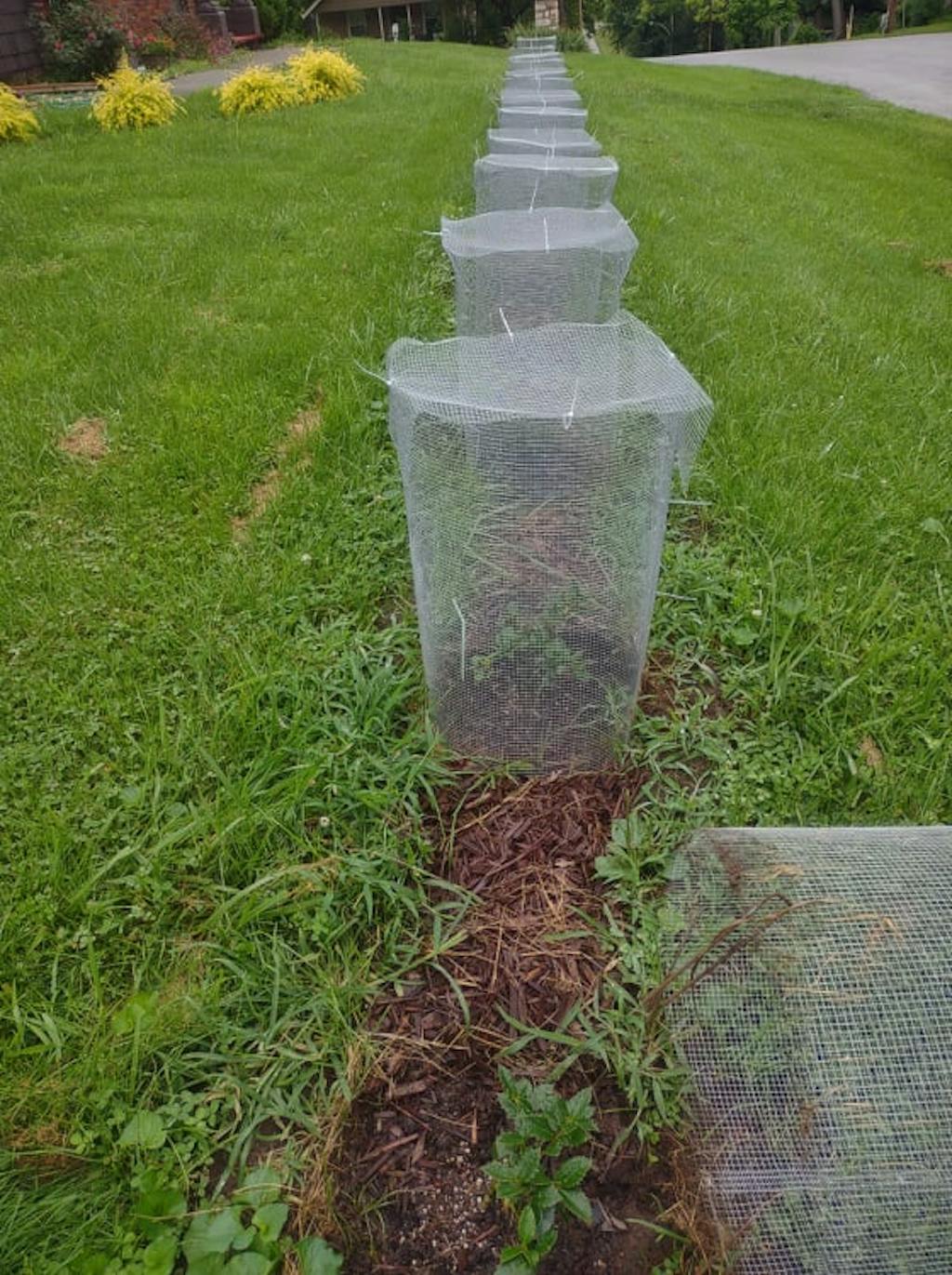 Castle Wall® Blue Holly | Proven Winners – Great Garden Plants