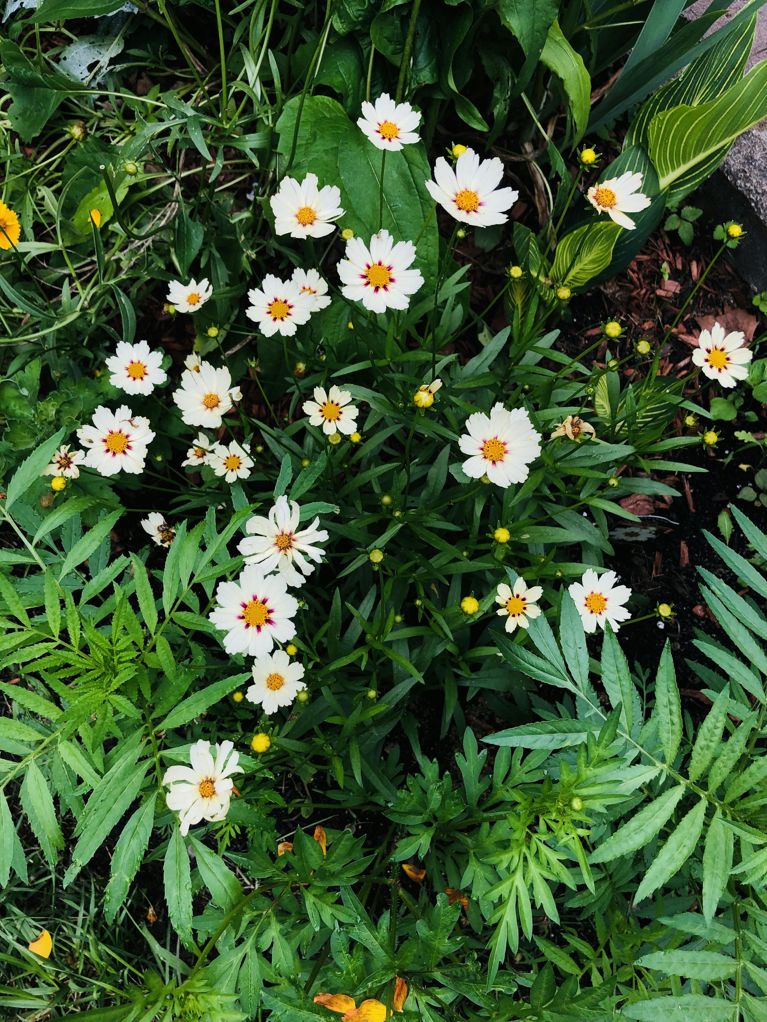 'Star Cluster' Tickseed | Perennials | Great Garden Plants
