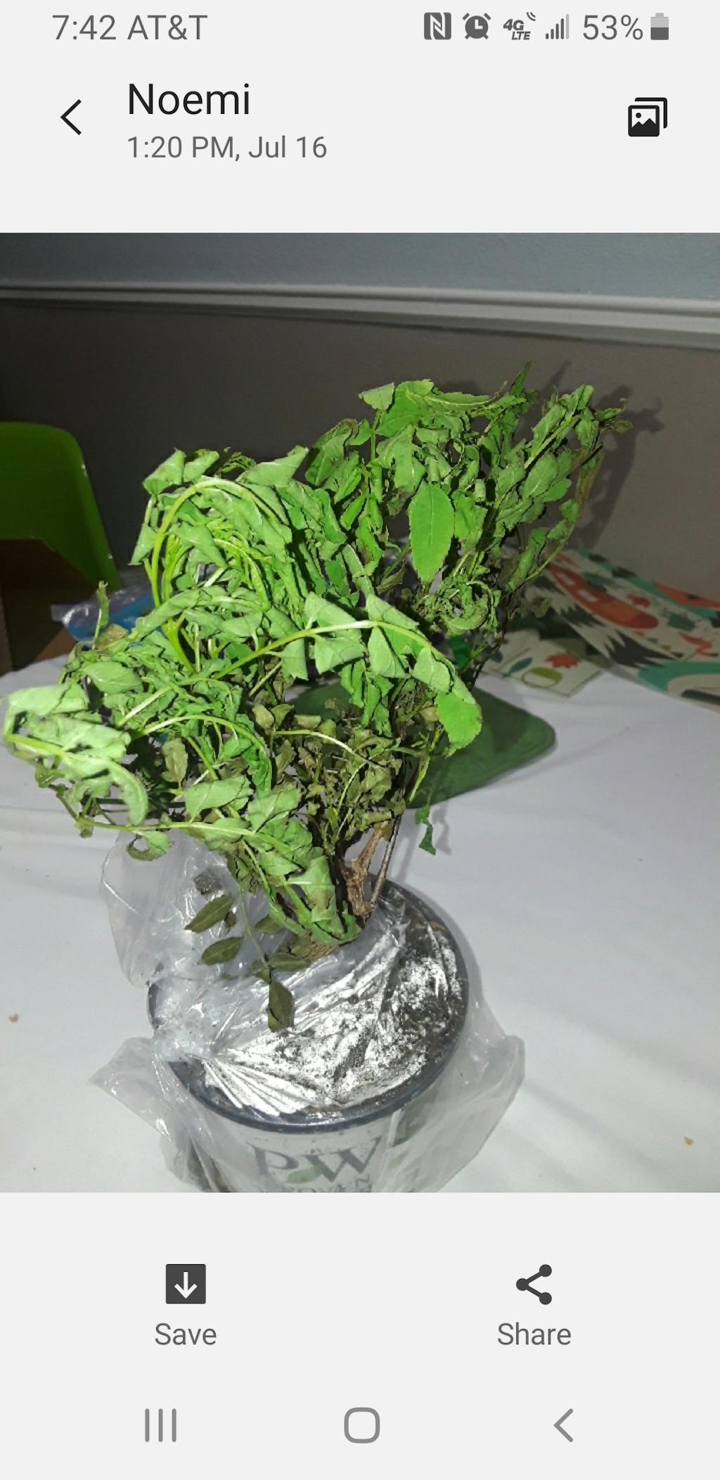 Chicklet™ Orange Trumpet Bush | Shrubs | Great Garden Plants