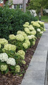 Invincibelle Limetta® Smooth Hydrangea