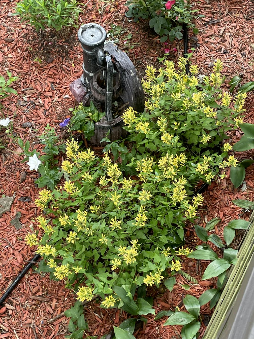 Poquito™ Butter Yellow Hummingbird Mint | Great Garden Plants