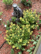Poquito™ Butter Yellow Hummingbird Mint | Perennials – Great Garden Plants