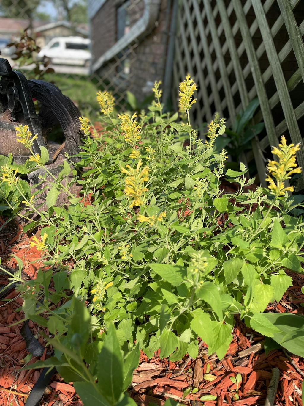 Poquito™ Butter Yellow Hummingbird Mint | Perennials – Great Garden Plants