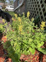 Poquito™ Butter Yellow Hummingbird Mint | Perennials – Great Garden Plants