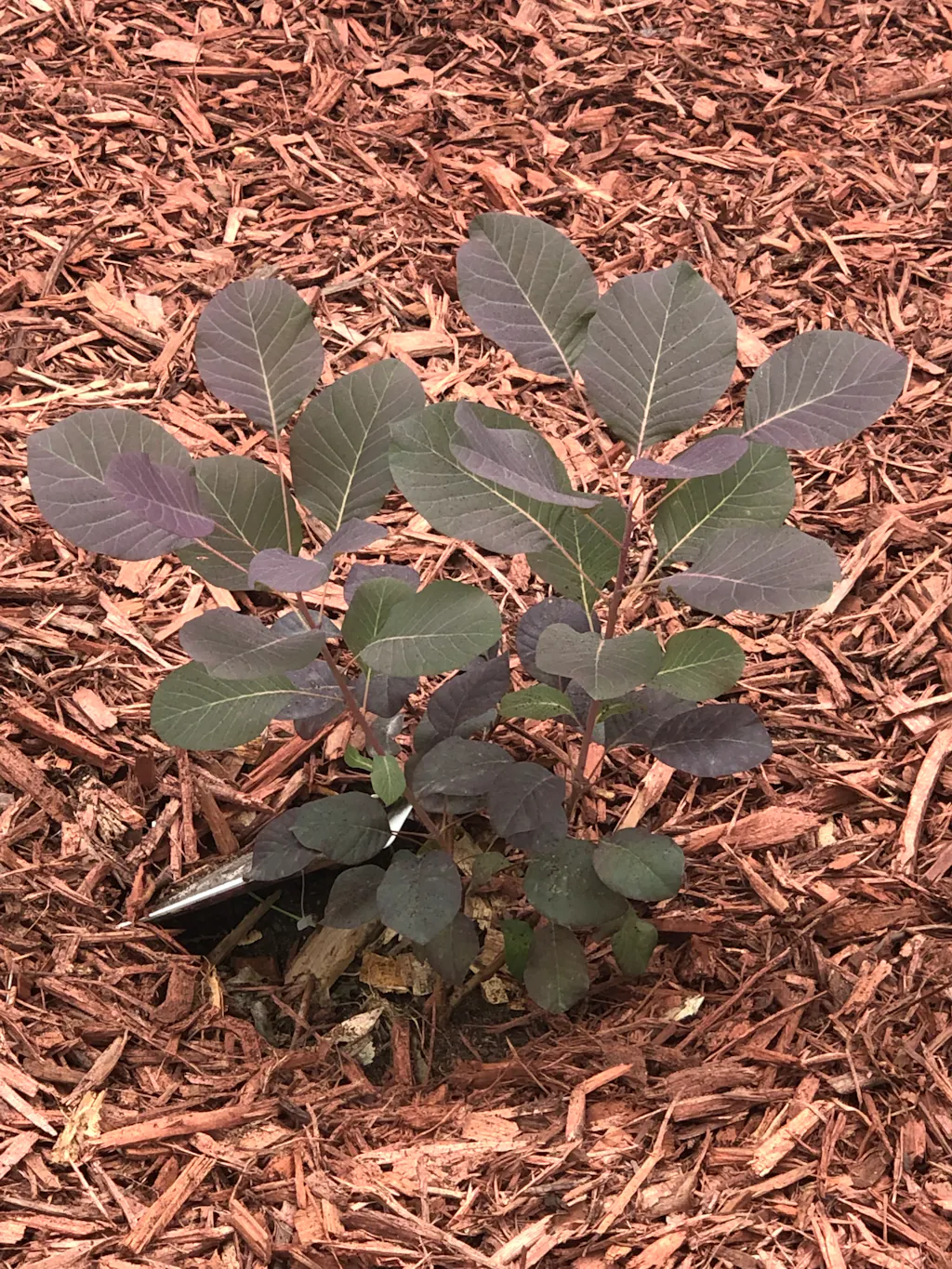Winecraft Black® Smokebush | Proven Winners – Great Garden Plants