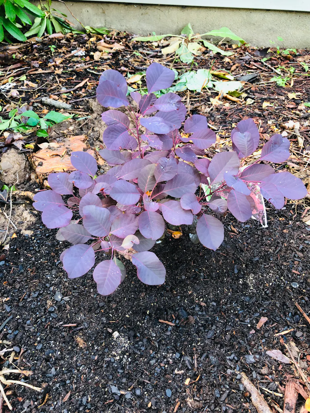 Winecraft Black® Smokebush | Proven Winners – Great Garden Plants