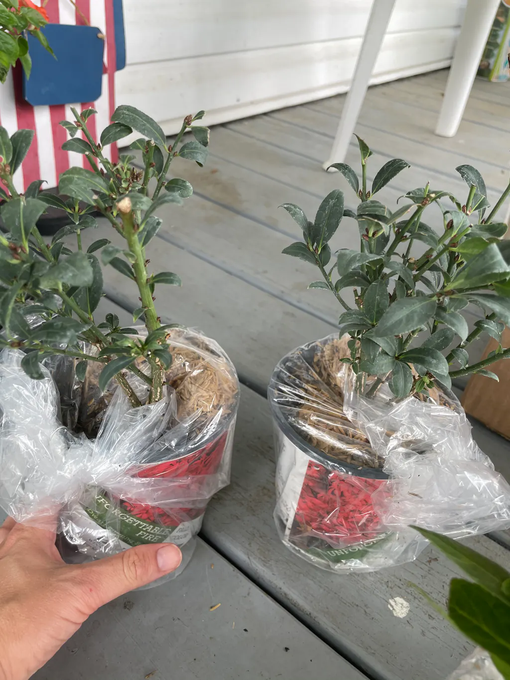 Unforgettable Fire® Burning Bush | Shrubs & Trees – Great Garden Plants
