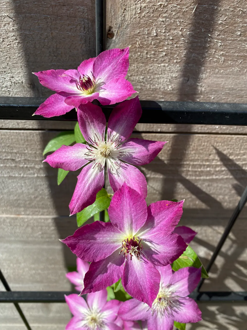 'Viva Polonia' Clematis For Sale | Proven Winners – Great Garden Plants