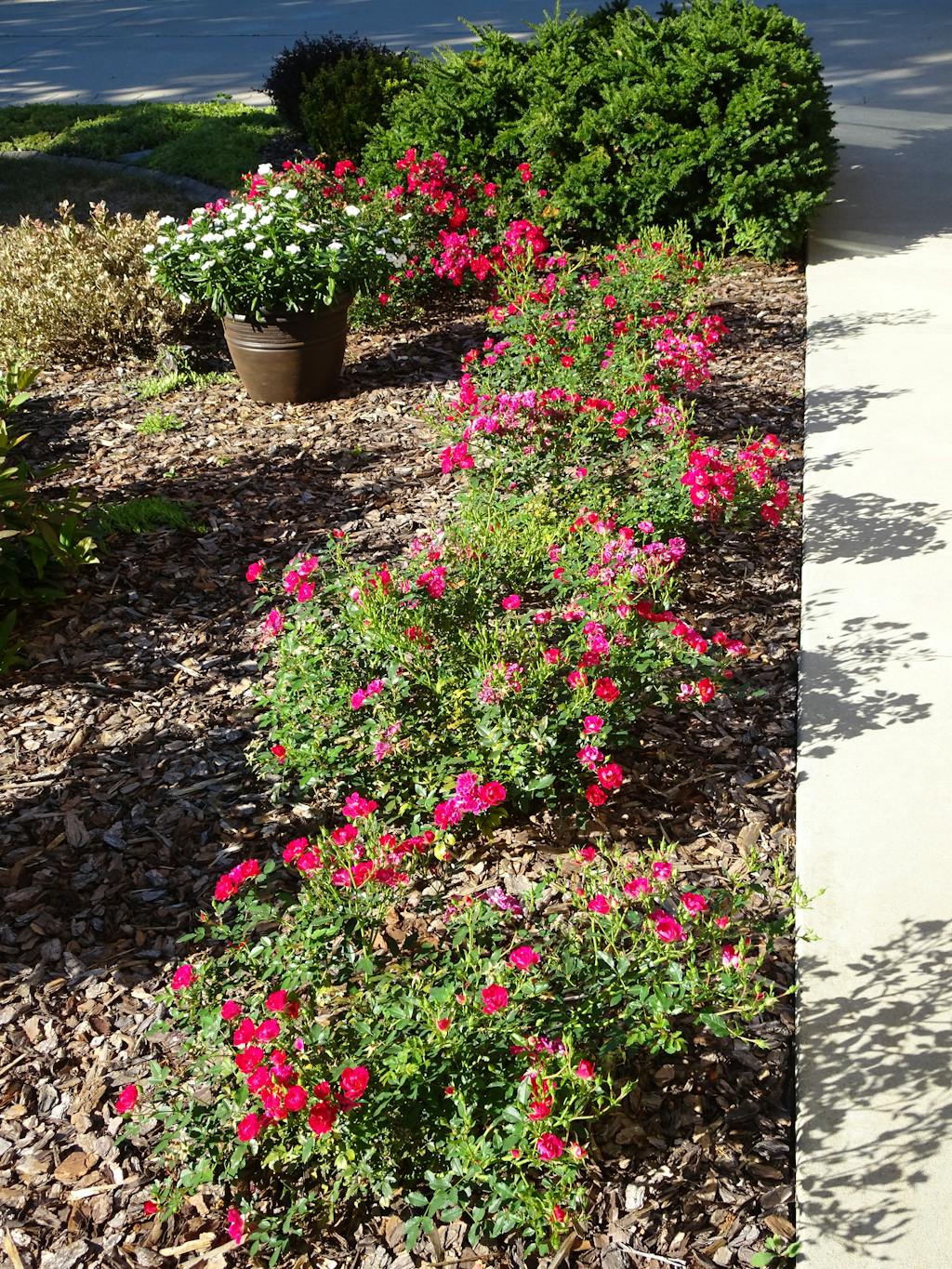 Red Drift® Rose | Great Garden Plants