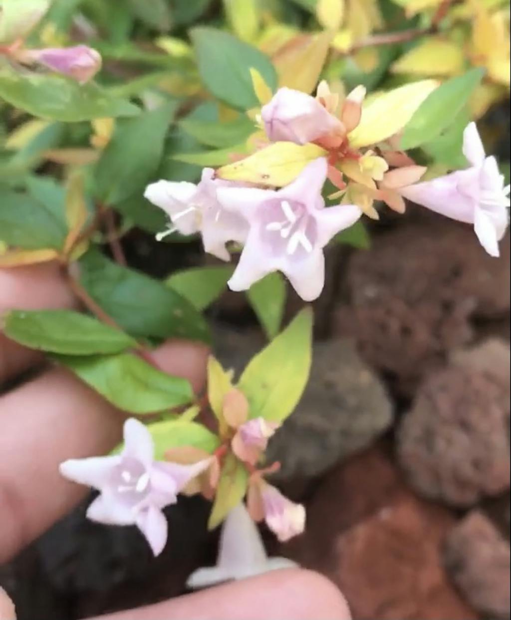 Funshine® Abelia | Proven Winners – Great Garden Plants