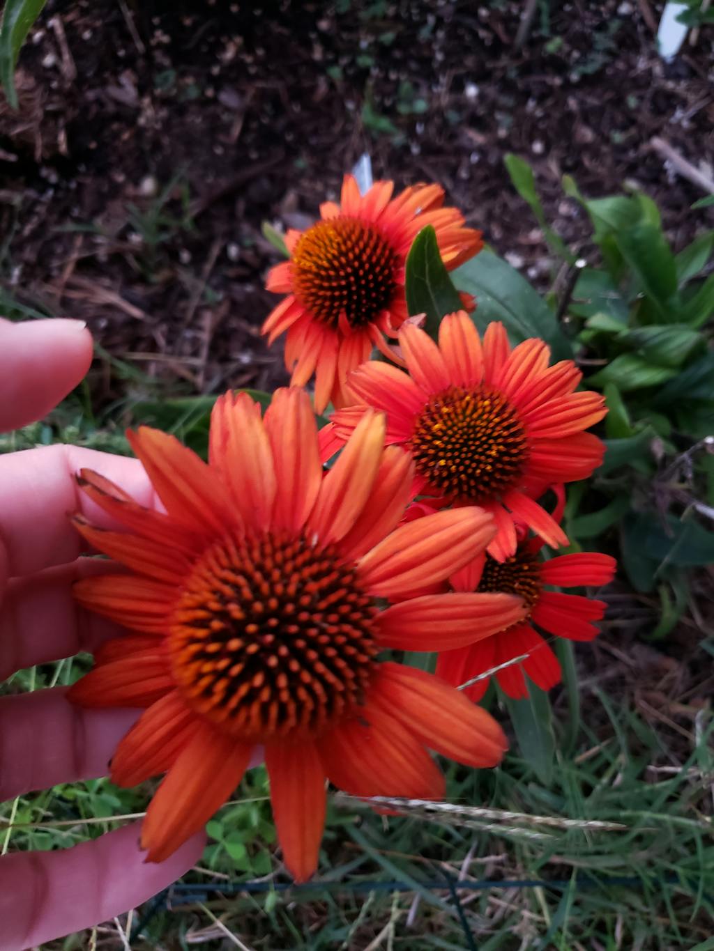 Kismet® Intense Orange Coneflower | Perennials | Great Garden Plants