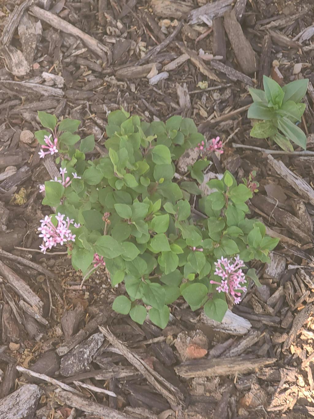 Bloomerang® Dwarf Purple Reblooming Lilac | Shrubs & Trees – Great ...