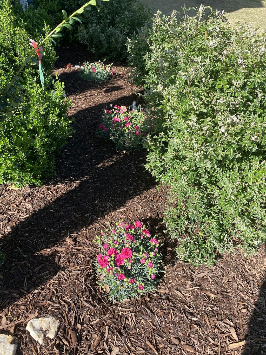 Fruit Punch® 'Cranberry Cocktail' Dianthus | Great Garden Plants