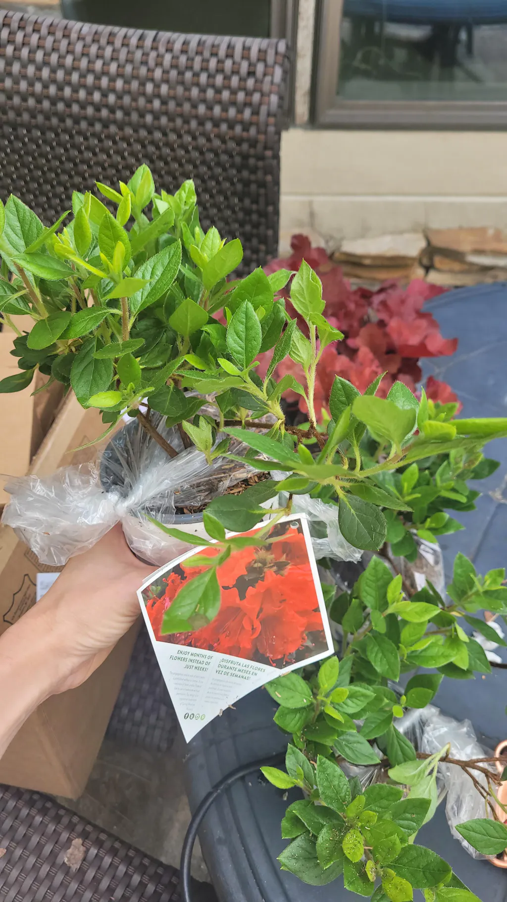 Perfecto Mundo® Orange Reblooming Azalea | Shrubs – Great Garden Plants
