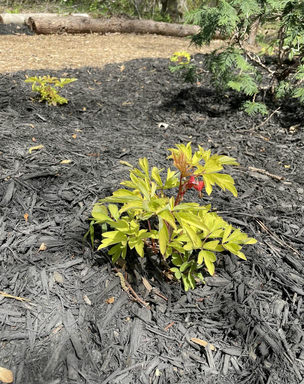 'Ruby Gold' Bleeding Heart | Perennials – Great Garden Plants