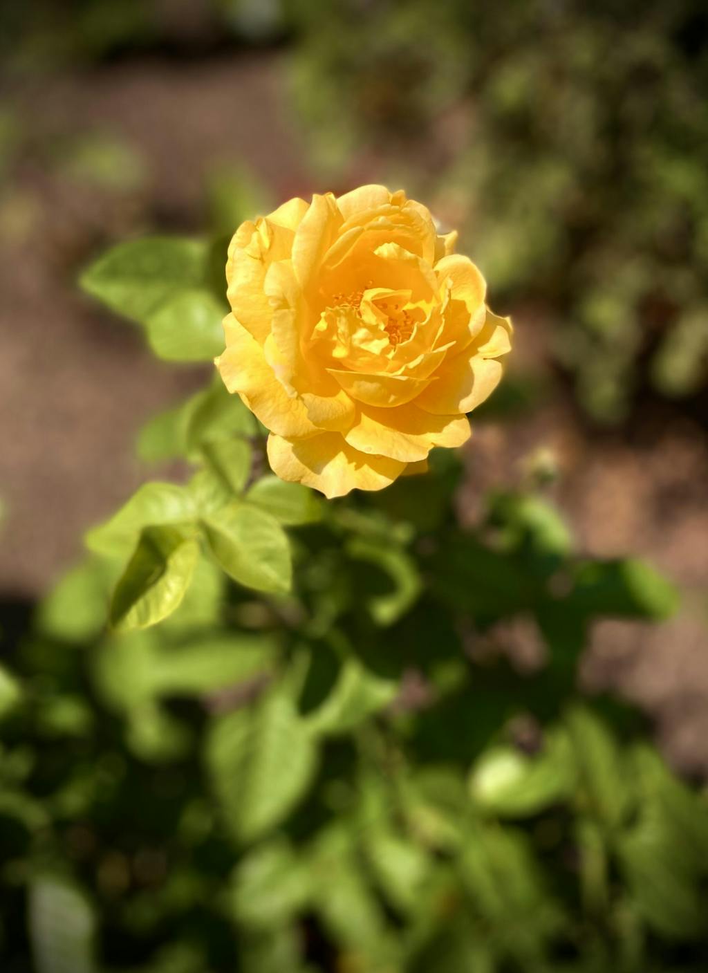 Julia Child™ Rose | Shrubs & Trees | Great Garden Plants
