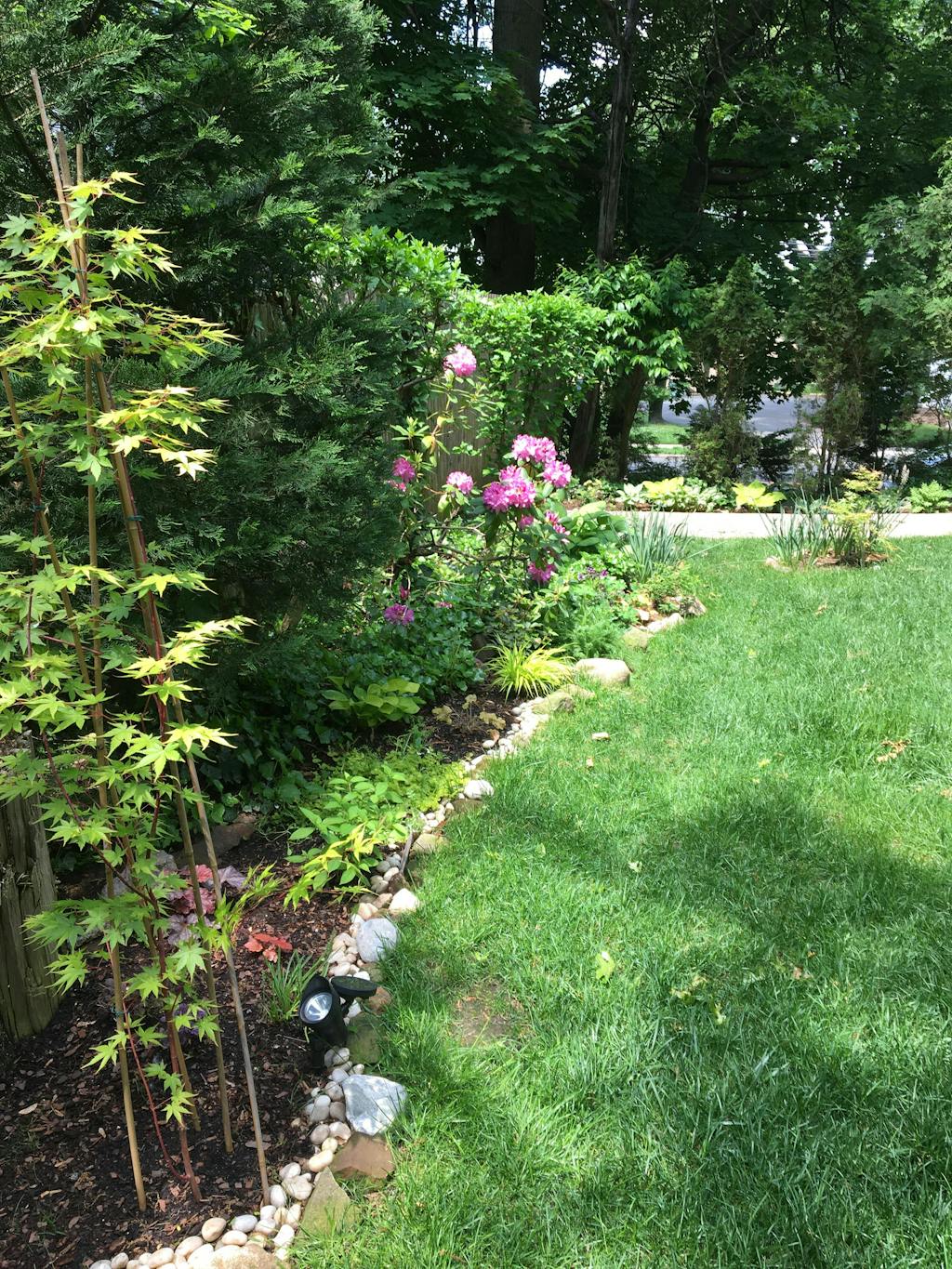 Magic Show® 'White Wands' Spike Speedwell | Great Garden Plants