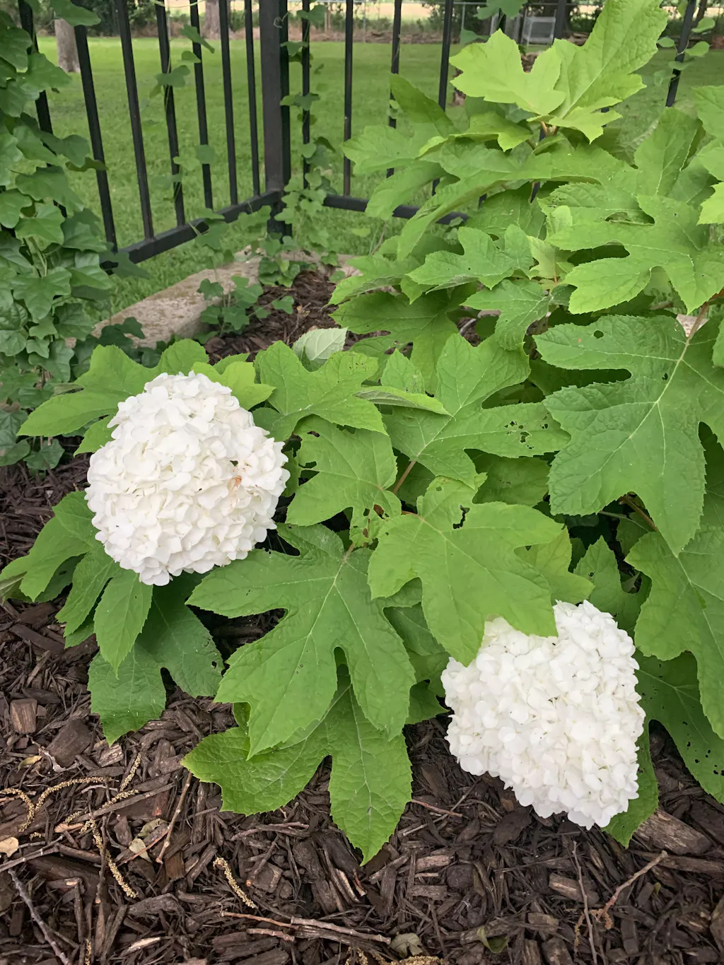 Gatsby Moon® Oakleaf Hydrangea