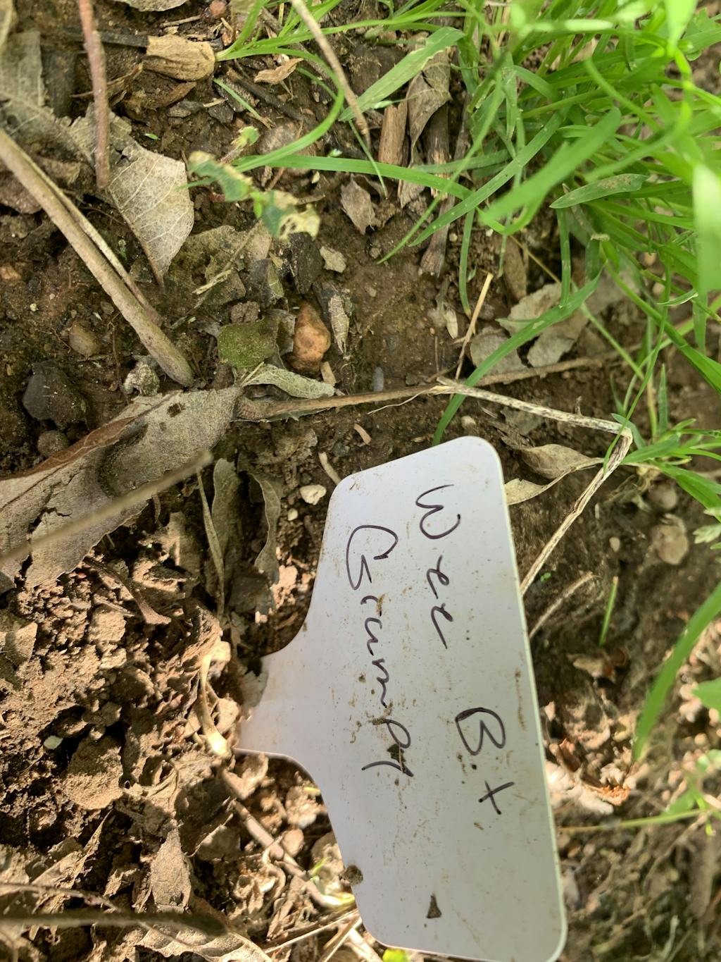 Wee Bit Grumpy® Bigleaf Hydrangea | Great Garden Plants