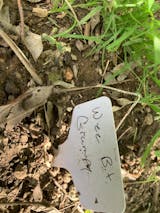 Wee Bit Grumpy® Bigleaf Hydrangea | Great Garden Plants